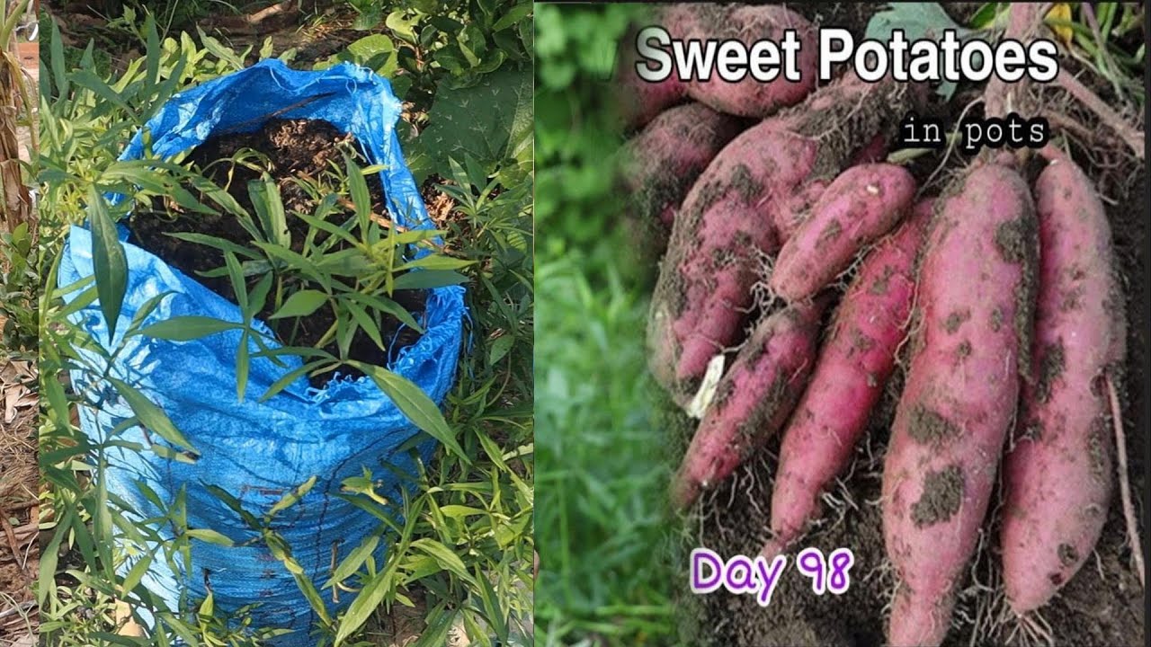 Agricultural Inventions- Growing Sweet Potatoes - Invention School